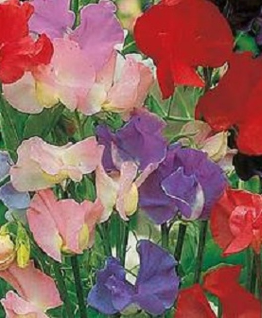 Heirloom Traditional Old Scented Sweet Peas Mix - Shop Online Flower ...